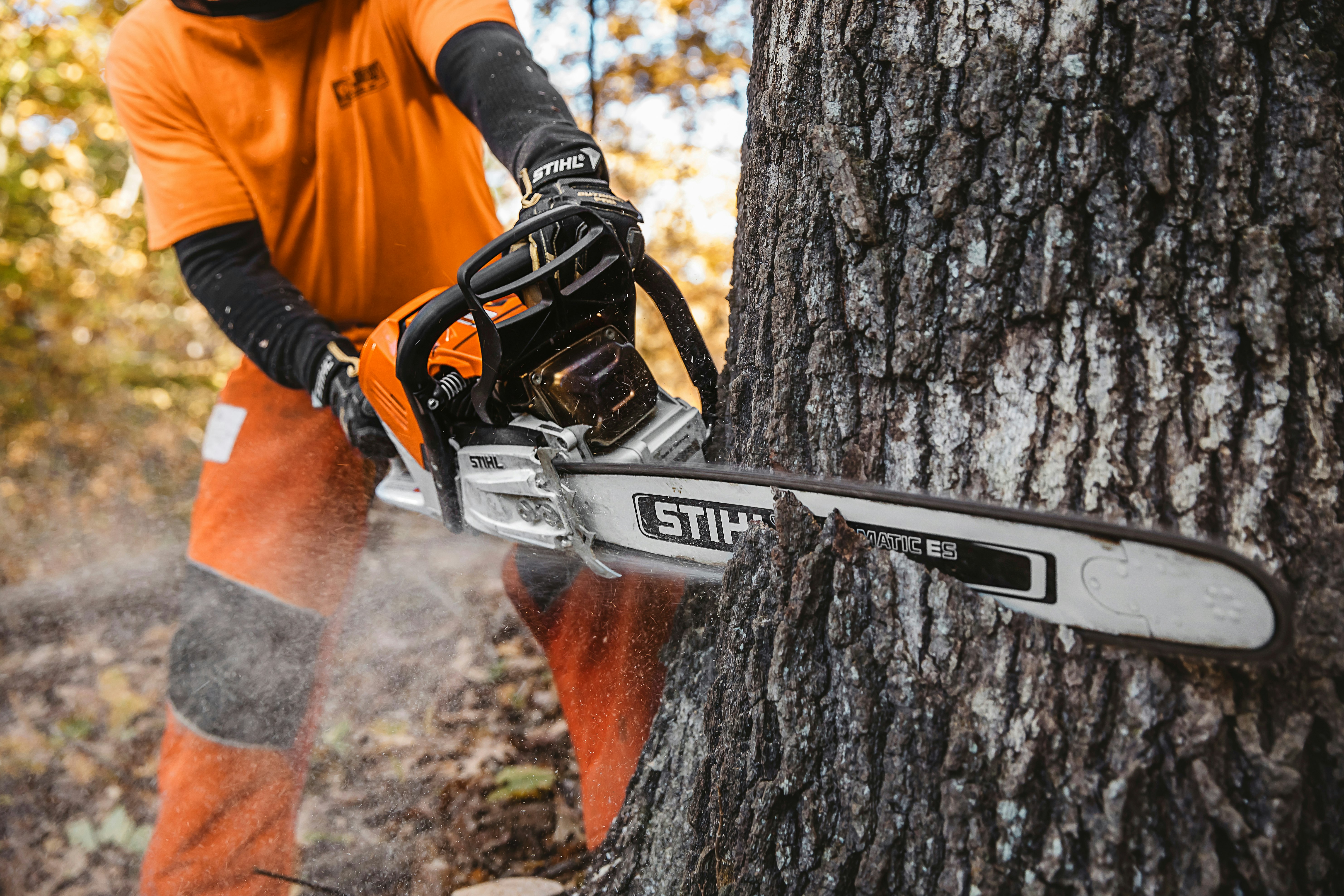 Tree Felling | STIHL