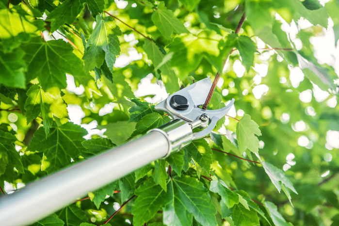 PP 101 Long Pole Pruner | Long Reach Tree Pruner | STIHL USA